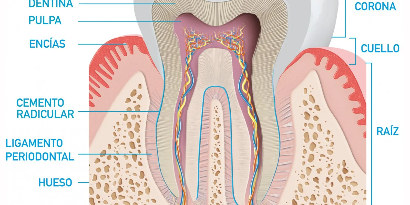 Corona Clínica Y Corona Anatómica: Entendiendo La Anatomía Dental ...